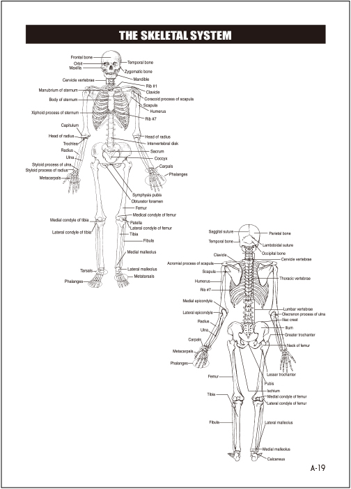 Daily Exercise & Nutrition Journals